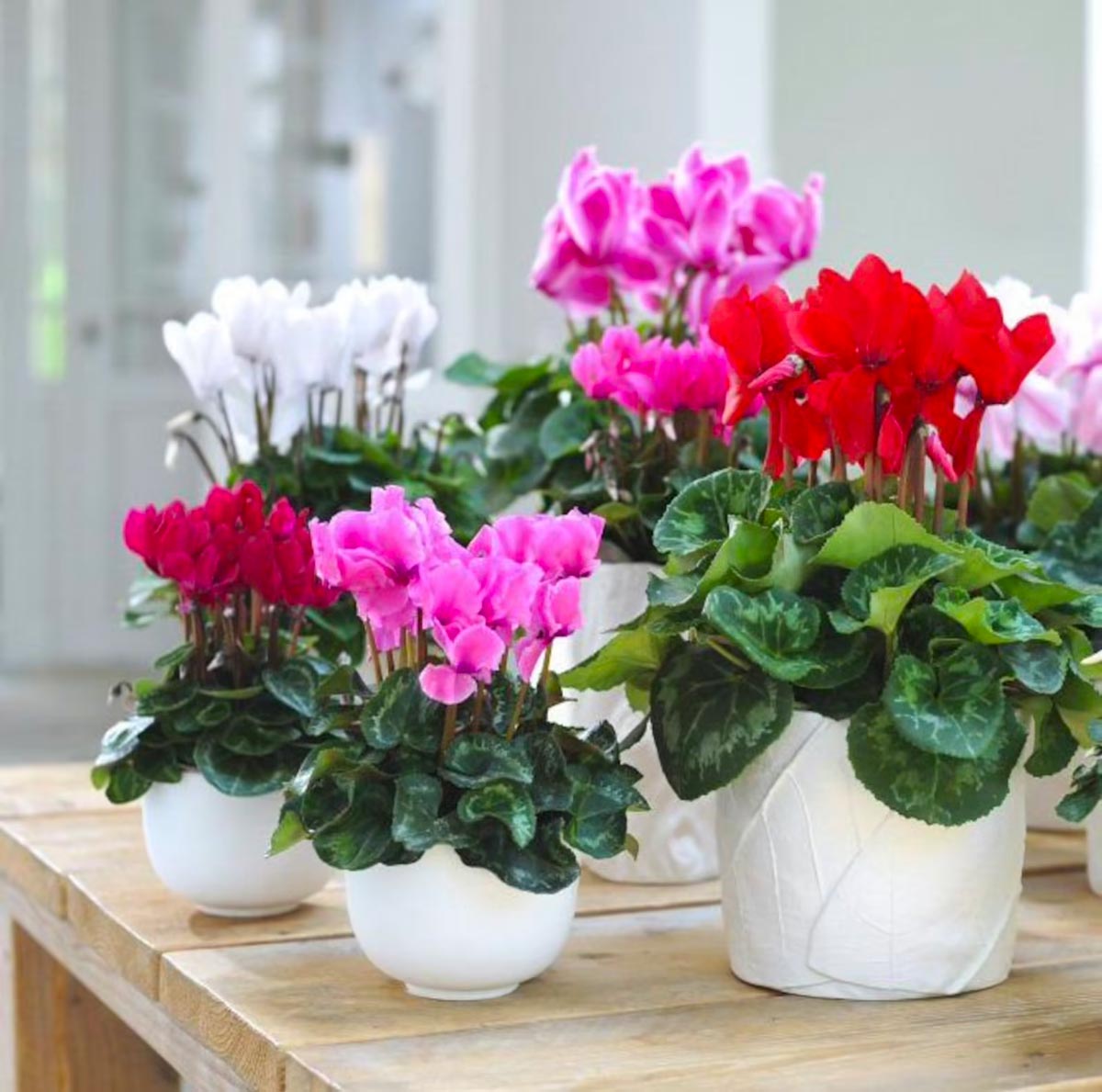 Comment cultiver le cyclamen en pot pour décorer son balcon